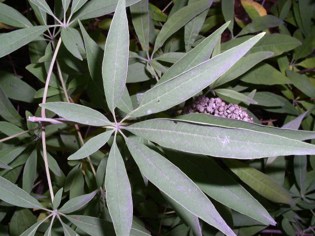 Vitex agnus-castus
